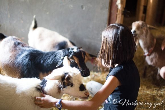 Morning Song Farm-A great family friendly vacation in Southern California